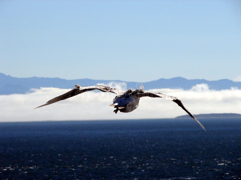 Flying away stock photo. Image of wind, flying, strong - 52214458