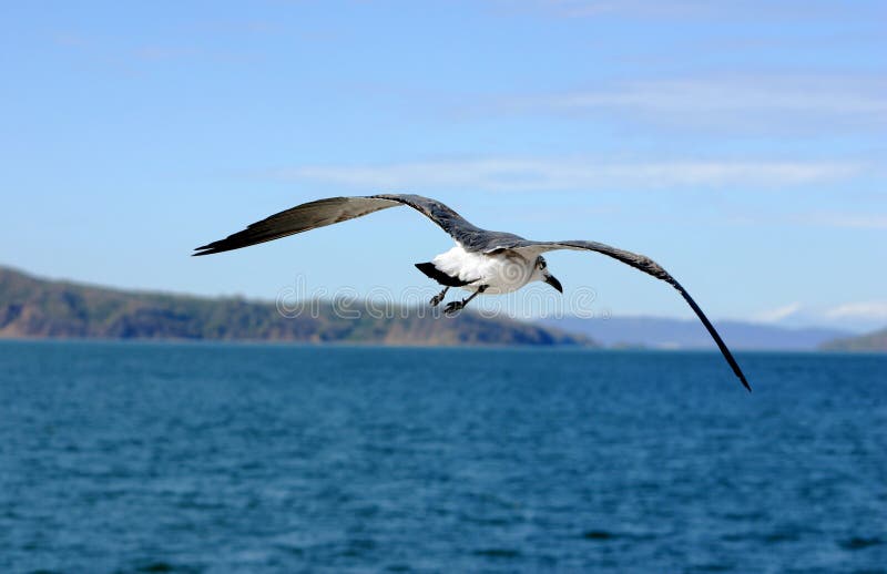 Flying back stock photo. Image of leaving, nature, water - 560812
