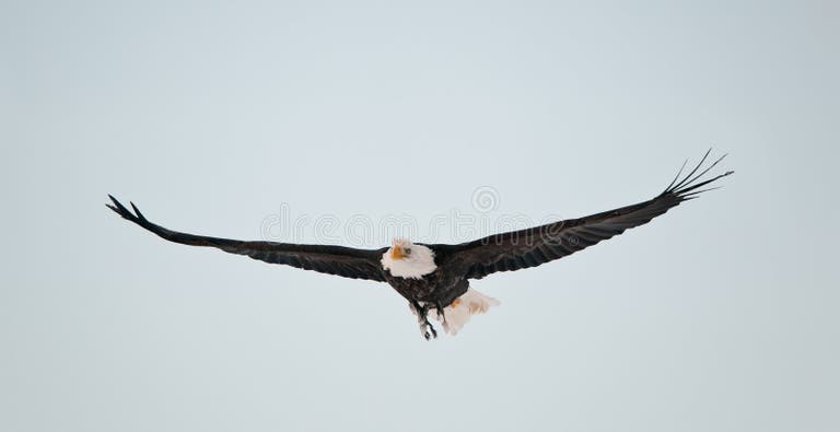 201 Flying Bald Eagle Front Stock Photos - Free & Royalty-Free Stock Photos from Dreamstime