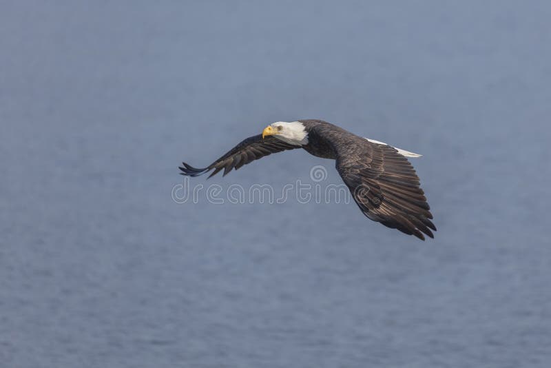 Flying Bald eagle stock image. Image of wildlife, british - 163591091