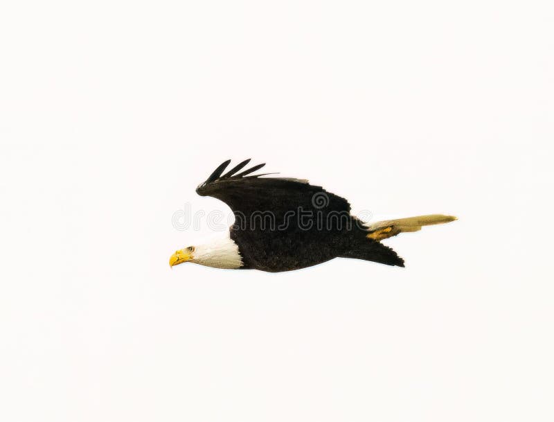 Flying Bald Eagle Isolated on a Light Background Stock Image - Image of ...