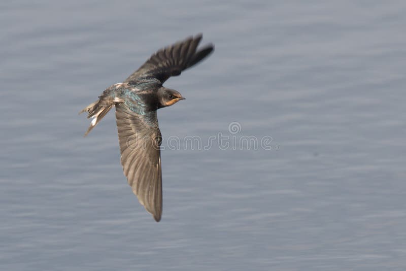 1,586 Flying Barn Swallow Stock Photos - Free & Royalty-Free Stock ...