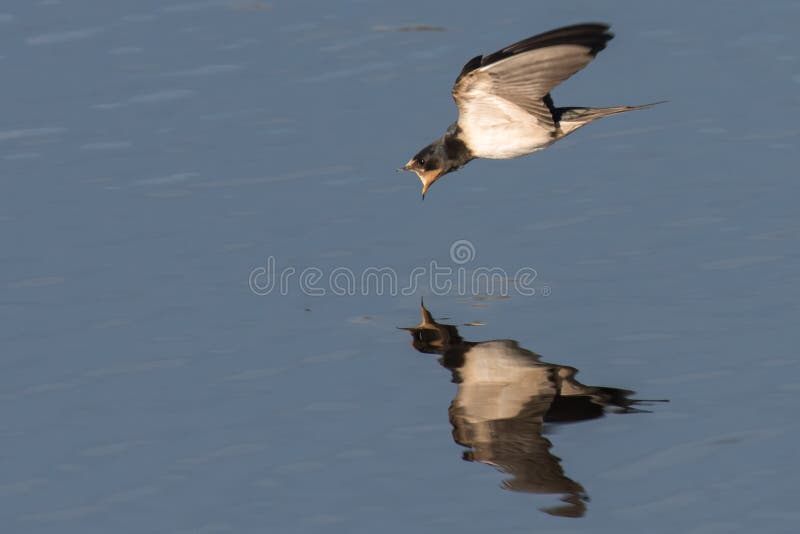 1,586 Flying Barn Swallow Stock Photos - Free & Royalty-Free Stock ...