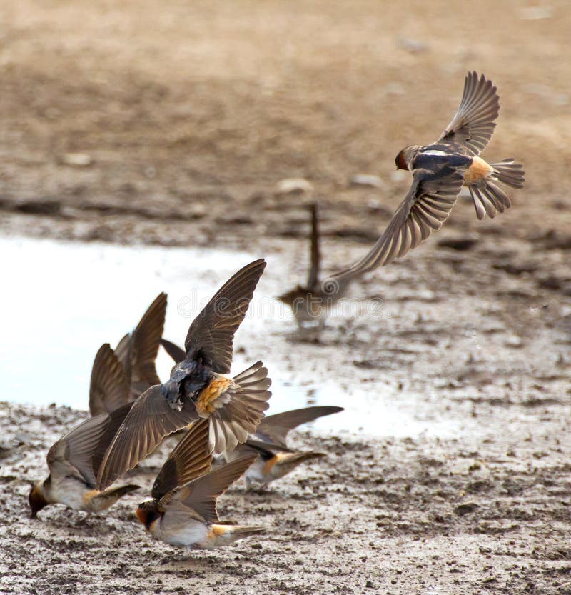 Flying Barn Swallows in a Puddle Stock Image - Image of brown, flying ...