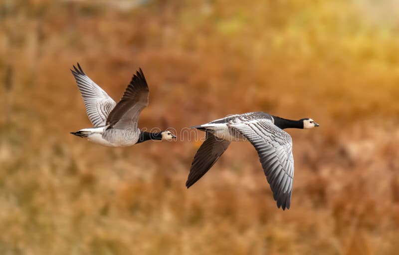 Pair of Barnacle Geese Flying in Autumn Sun Stock Image - Image of ...