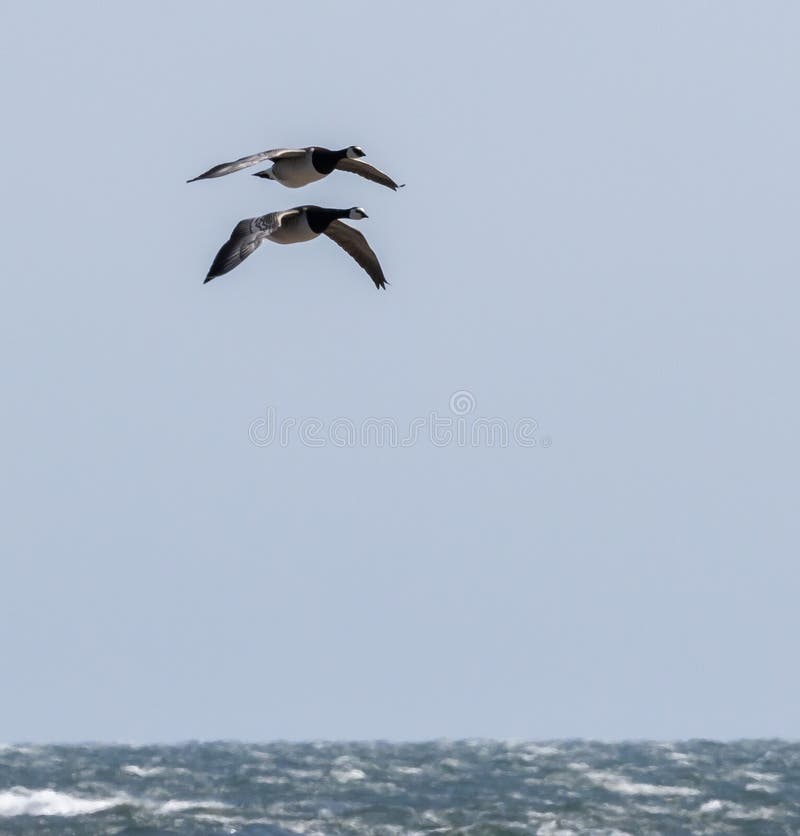 Flying Barnacle Goose at Oland S Southern Cape, Sweden Stock Photo ...