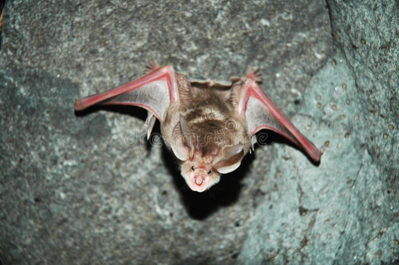 Bat 6 stock image. Image of animal, mouth, hair, close - 14243645