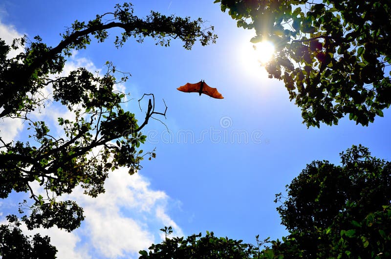 Bats Flying Sun Stock Photos - Free & Royalty-Free Stock Photos from ...