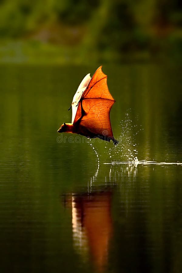 Flying Bat Over the Water with Reflection Stock Image - Image of flying ...