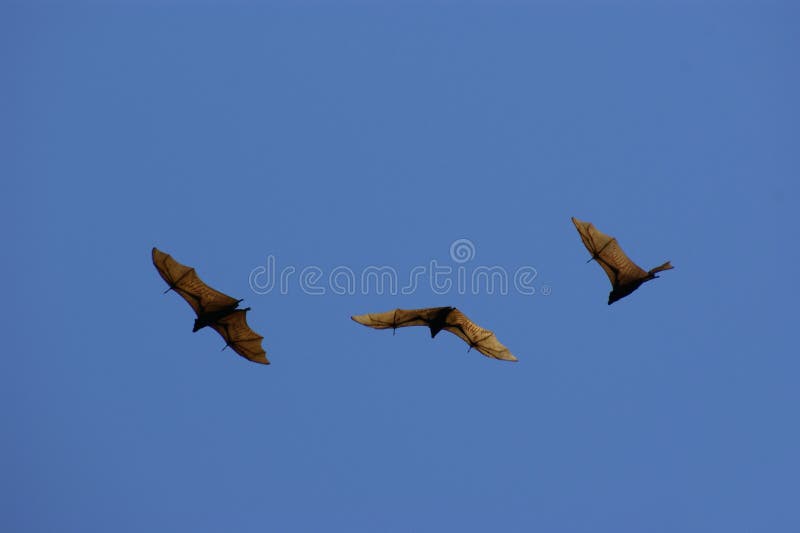 173 Flying Little Brown Bat Stock Photos - Free & Royalty-Free Stock ...