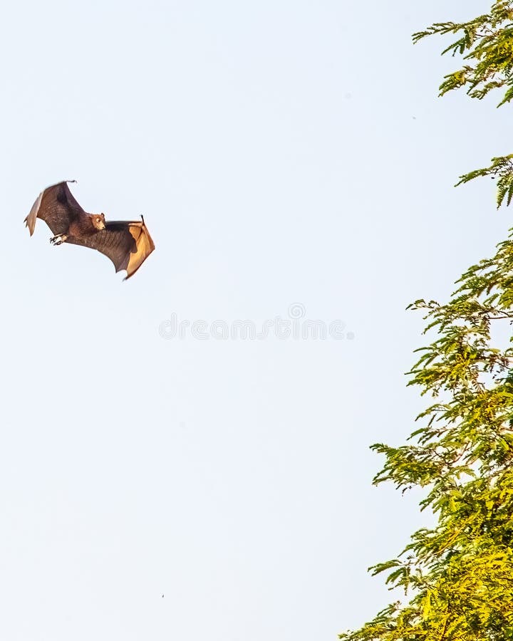 A Flying Bat with Wings in M Shape Stock Photo - Image of background ...