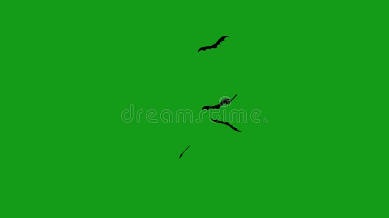 Flying Bats Motion Graphics with Green Screen Background Stock Video ...