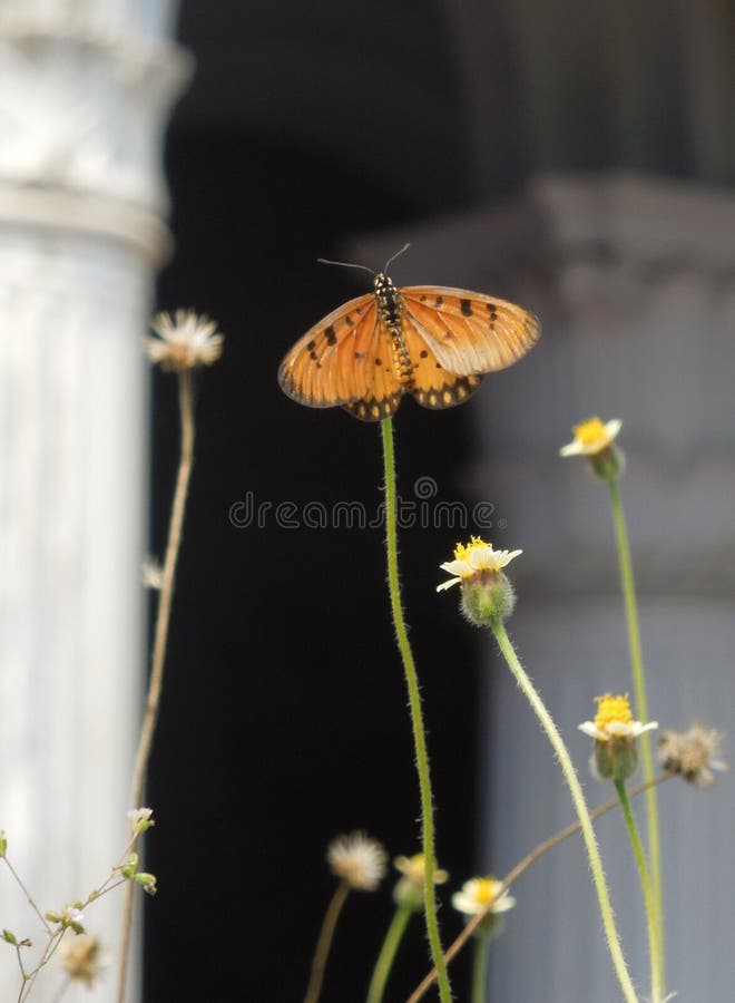 Flying on stock photo. Image of butterfly, wings, flying - 89738926