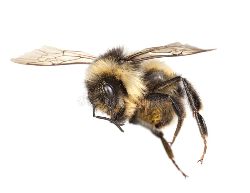 Flying Bee stock photo. Image of sting, flying, honey - 1712718