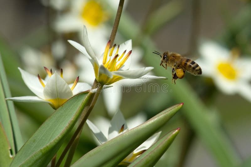 Flying Bee Picture. Image: 16023