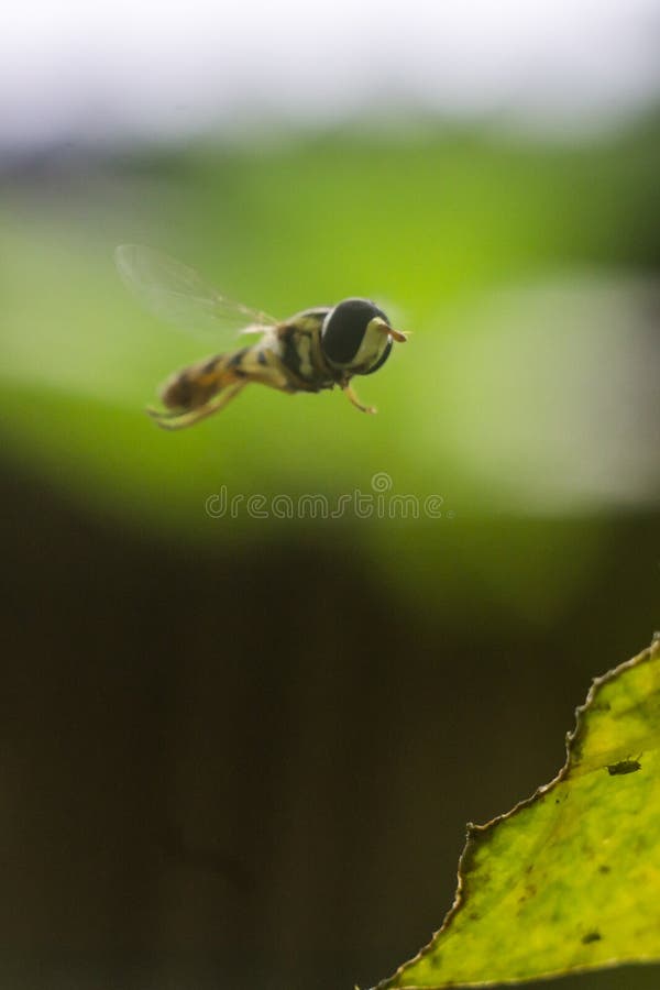 Flying bee stock image. Image of wild, freedom, macro - 89063481