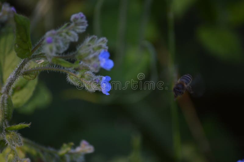 Bee on the fly stock photo. Image of flying, approaching - 110685798