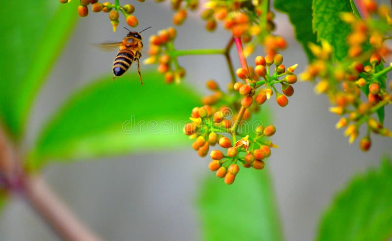Flying Bee Around Budding Flower Stock Photo - Image of insect ...
