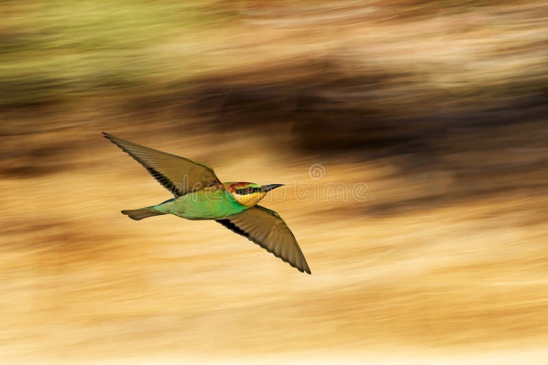 Flying Bee Eater. Bird: European Bee Eater. Merops Apiaster. Motion ...