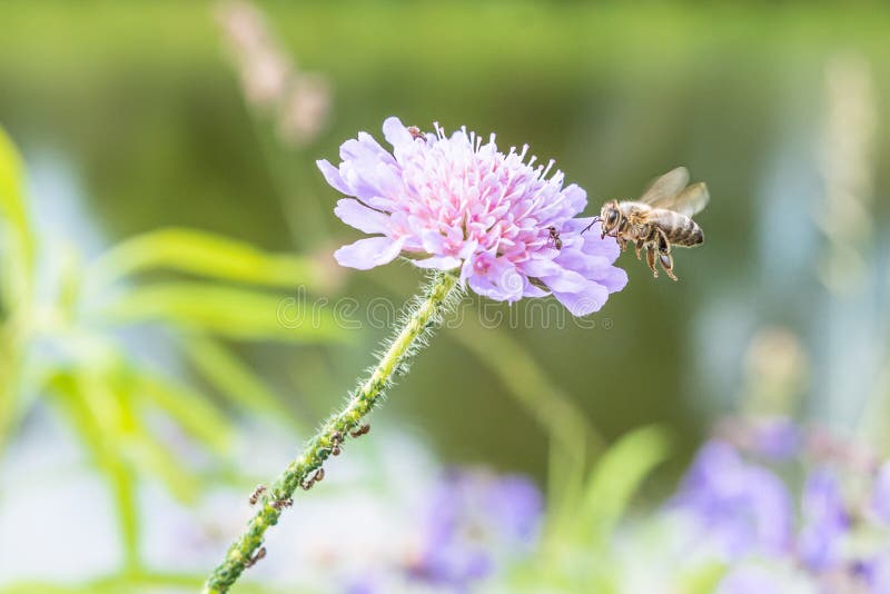 Flying Bee and a Flower with Ants and Vine Louse Stock Photo - Image of ...