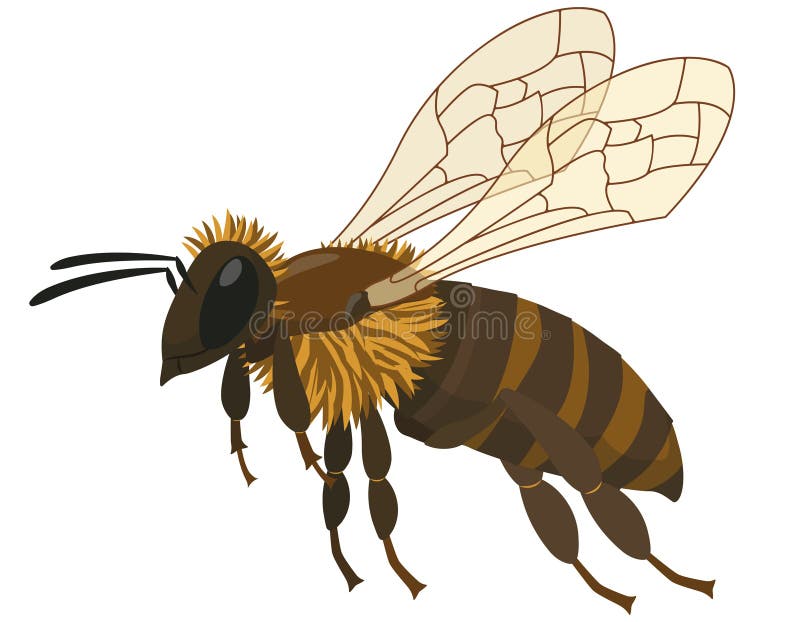 Flying Bee Side Stock Illustrations – 131 Flying Bee Side Stock ...