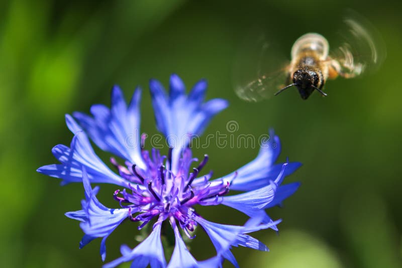 Flying Bee Nearby Blue Cornflower Stock Image - Image of nectar, flying ...