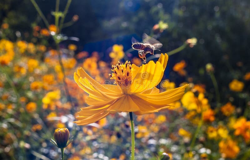 A Flying Bee Over the Flower Stock Photo - Image of orange, season ...