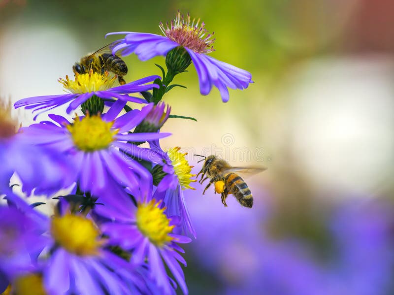 Flying Bee Pollinating on an Aster Flower Stock Image - Image of ...