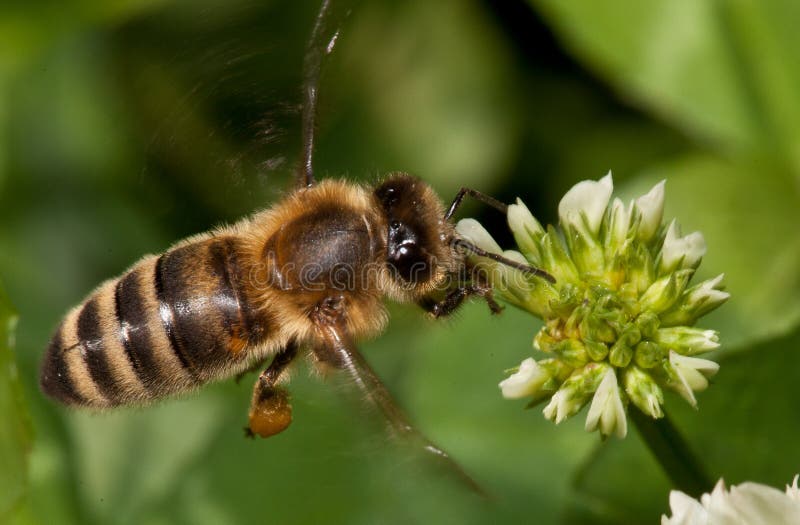 Flying Bee Pollinating Clover Stock Image - Image of movement ...