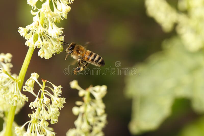 Flying Bee Pollinating Flower on Meadow, Flying Bee Pollinating of ...