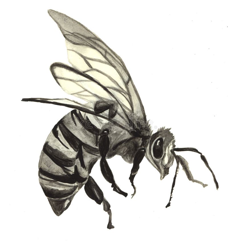 Flying Bee stock illustration. Illustration of paint - 73830256