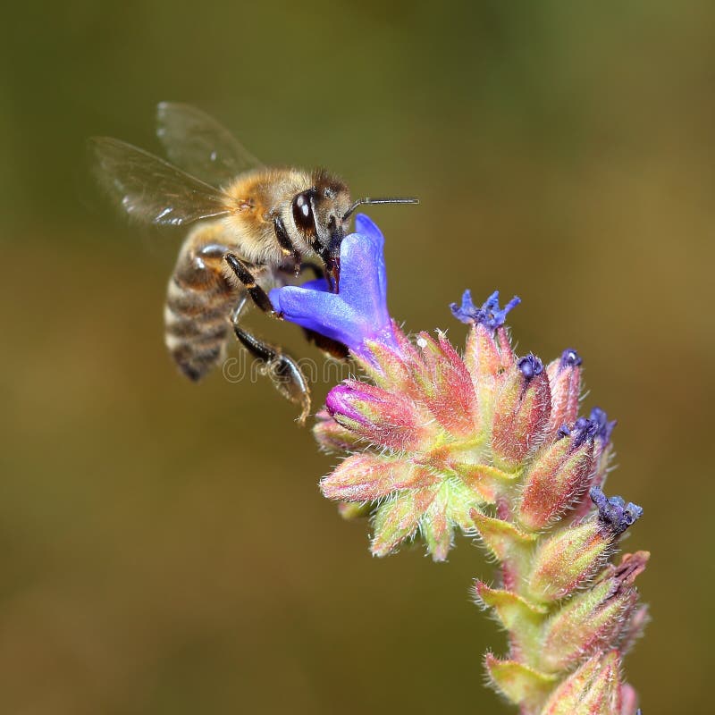 Flying Bee Under Blue Flowers Stock Photo - Image of flowers, grass ...