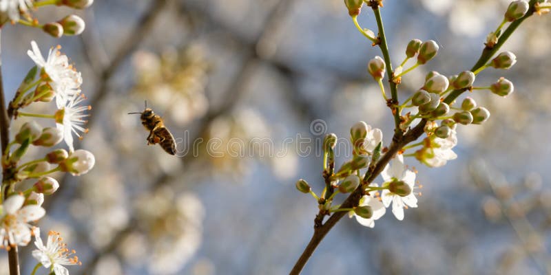 Flying Bee at a White Fruit Tree Flower Stock Image - Image of ...