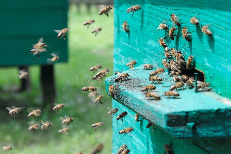 Flying bees 2 stock image. Image of animal, insect, climbing - 23828775