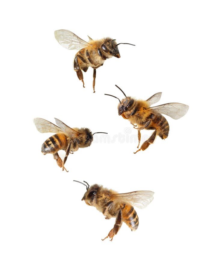 Flying Bees in the Air Close Up Isolated on a White Background Stock ...
