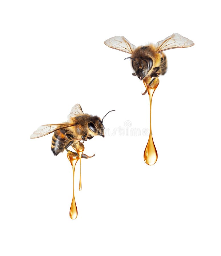 Flying Bees Carrying Honey Drops Isolated on a White Background Stock ...