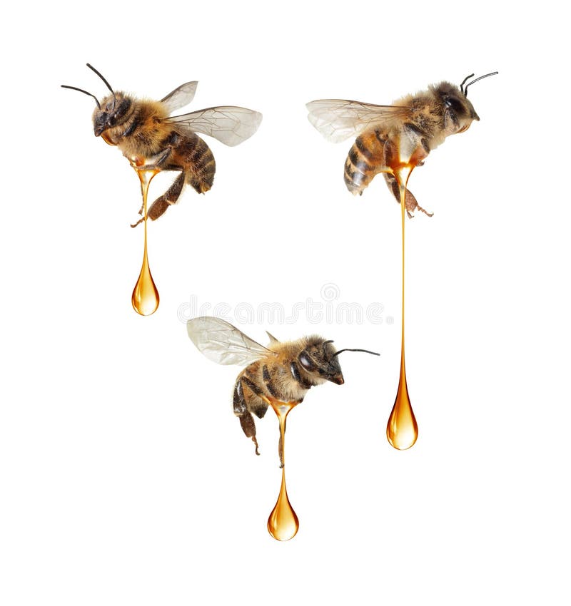 Flying Bees with Drops of Liquid Honey in the Air Close Up Isolated on ...