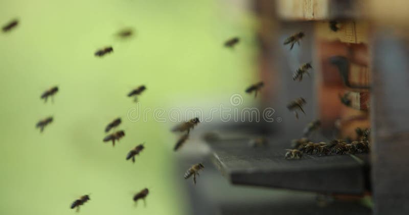 Bee hive stock video. Video of summer, flower, agriculture - 35318032
