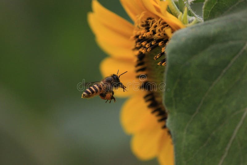 Flying Bees are Looking for Pollen in Morning Stock Image - Image of ...