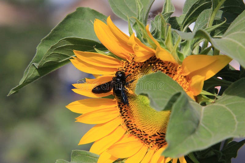 Flying Bees are Looking for Pollen in Morning Stock Image - Image of ...