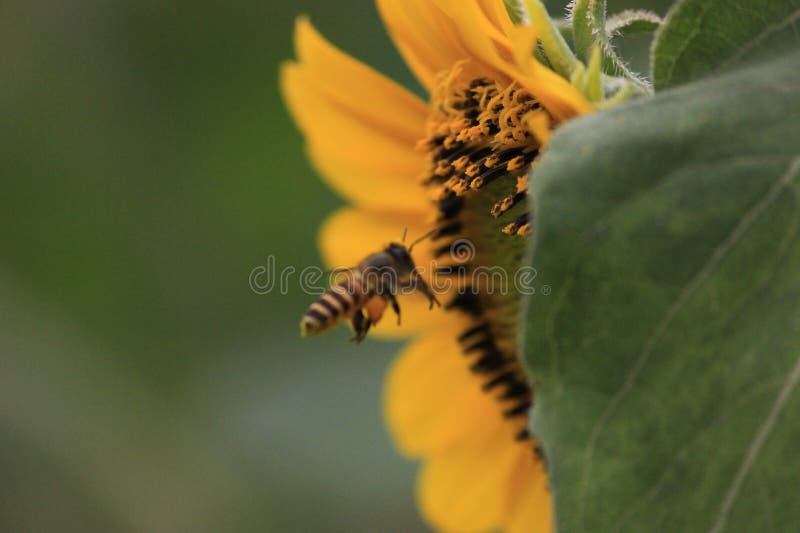 Flying Bees are Looking for Pollen in Morning Stock Photo - Image of ...