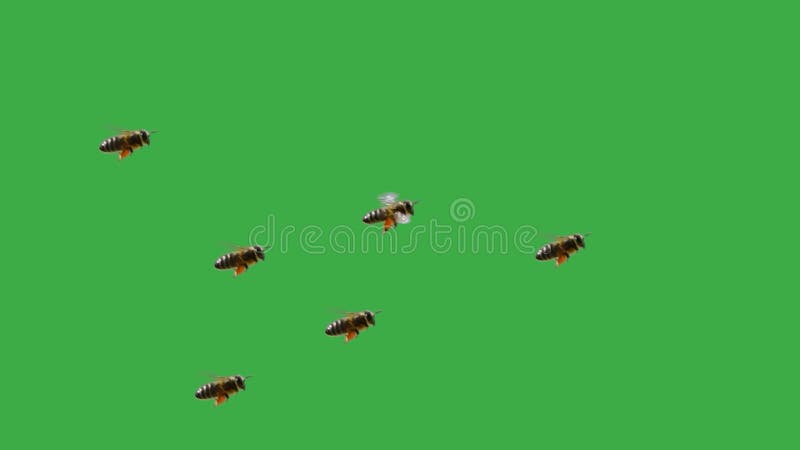Flying Bees with Nectar on Their Paws on a Green Screen. Stock Video ...