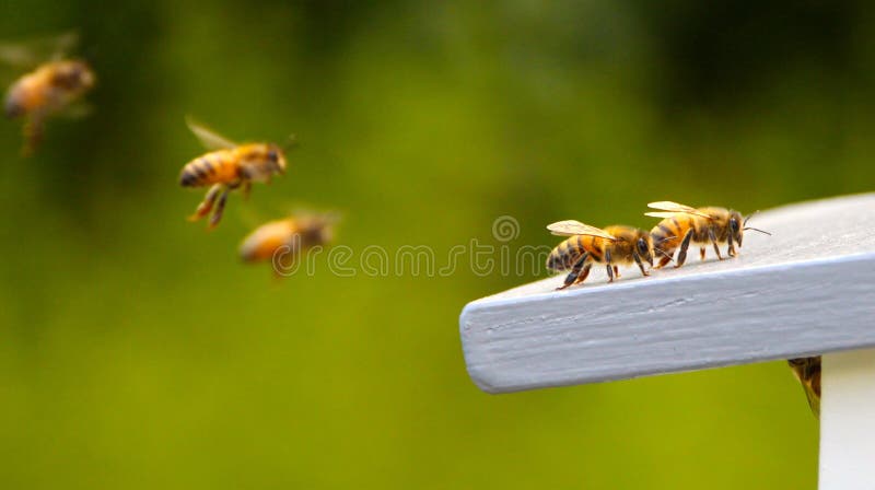 Flying bees stock photo. Image of five, multiple, gothenburg - 42478814