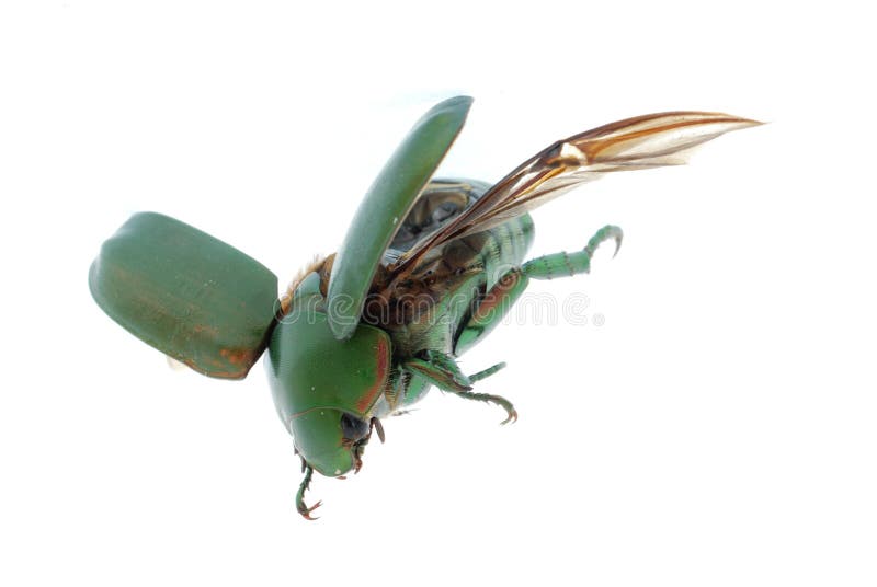 Flying Insect Scarab Beetle Stock Photo - Image of brown, beetle: 21501510