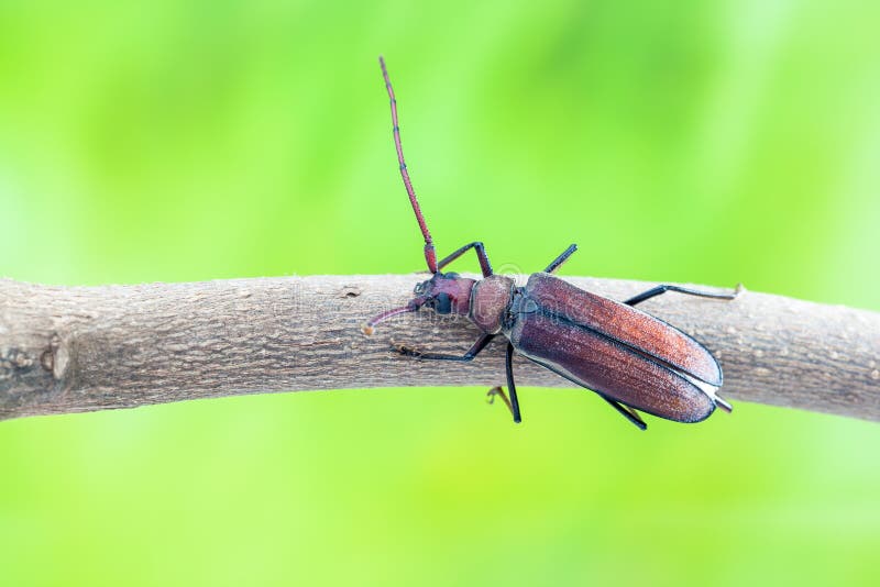 Flying beetle stock image. Image of species, beetle, insect - 54525619