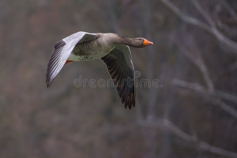 Grey Goose Flying with Spread Wings on Blurred Background Stock Image ...