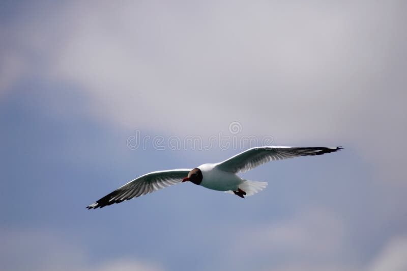 Flying Bird stock image. Image of animal, seagull, calm - 11090913