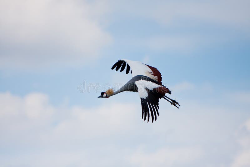 African Crowned Crane Flying