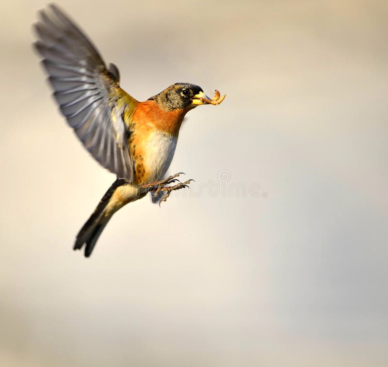 Flying bird stock photo. Image of adornment, material - 28579464