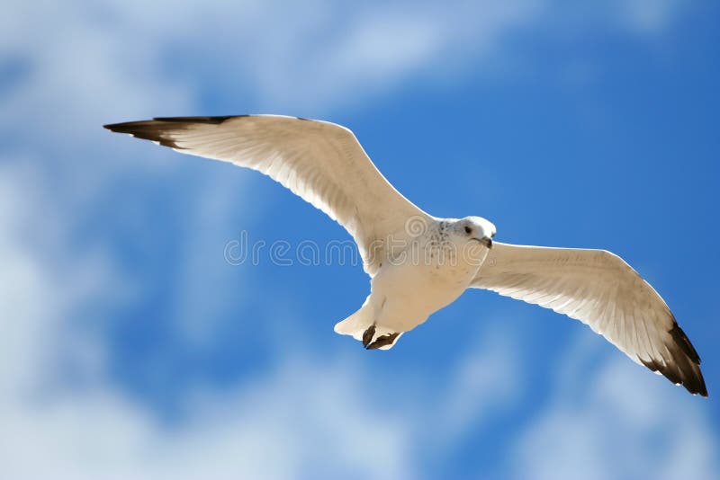Flying bird stock image. Image of clouds, flight, high - 7173487